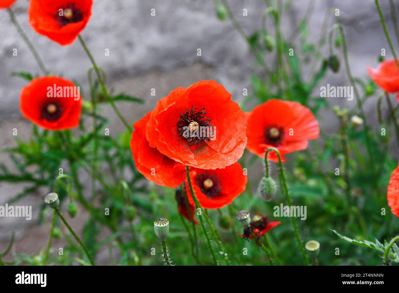 Red poppy flowers (Papaver rhoeas, flanders poppy Stock Photo - Alamy