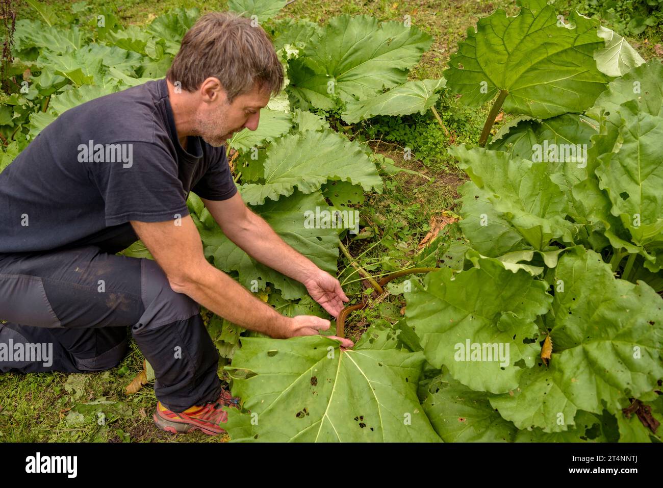 Jordi Bret, producer of Red Passion Berries, in his field at the base ...
