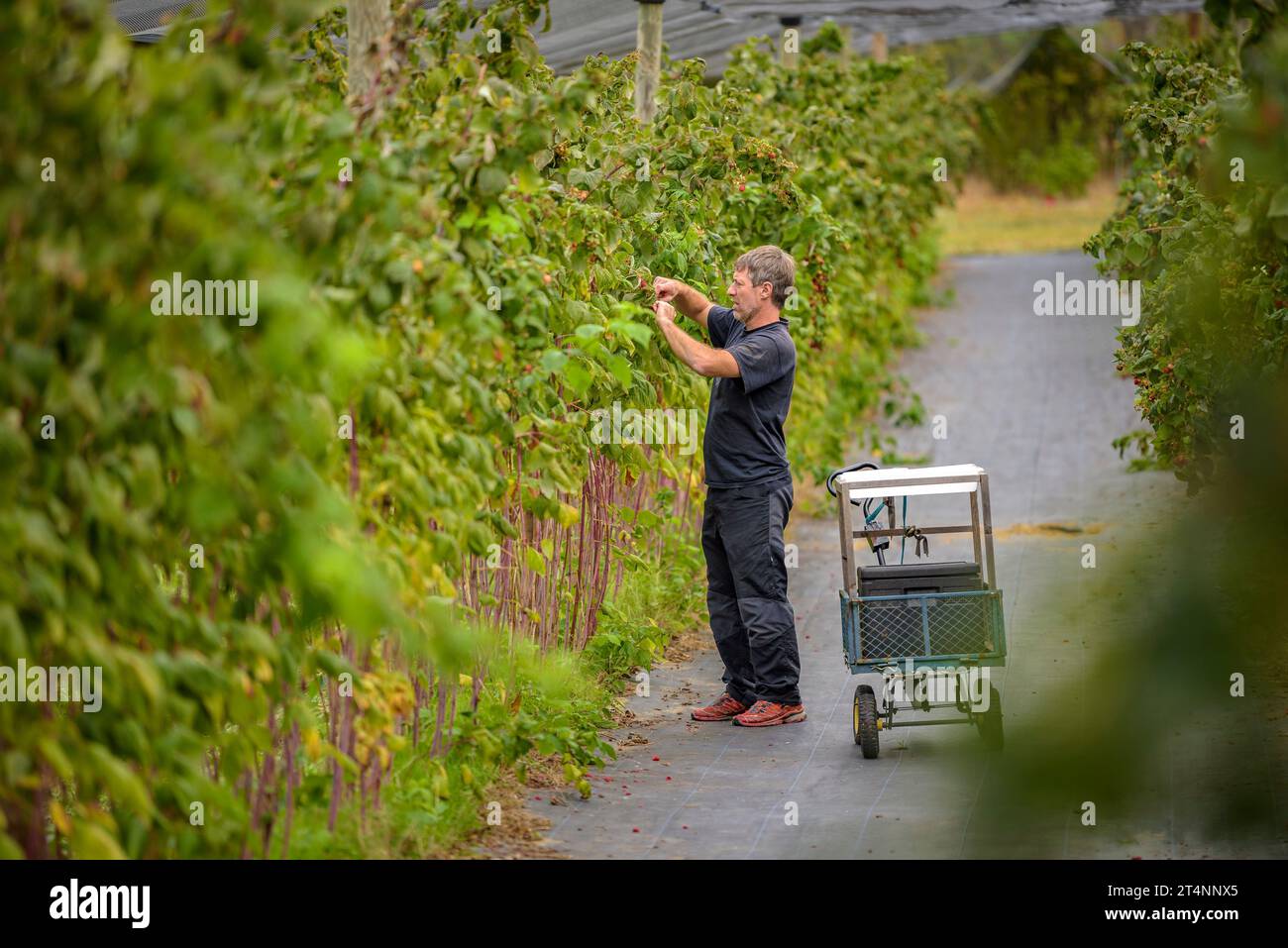 Jordi Bret, producer of Red Passion Berries, in his raspberry field at the foot of Montseny ...