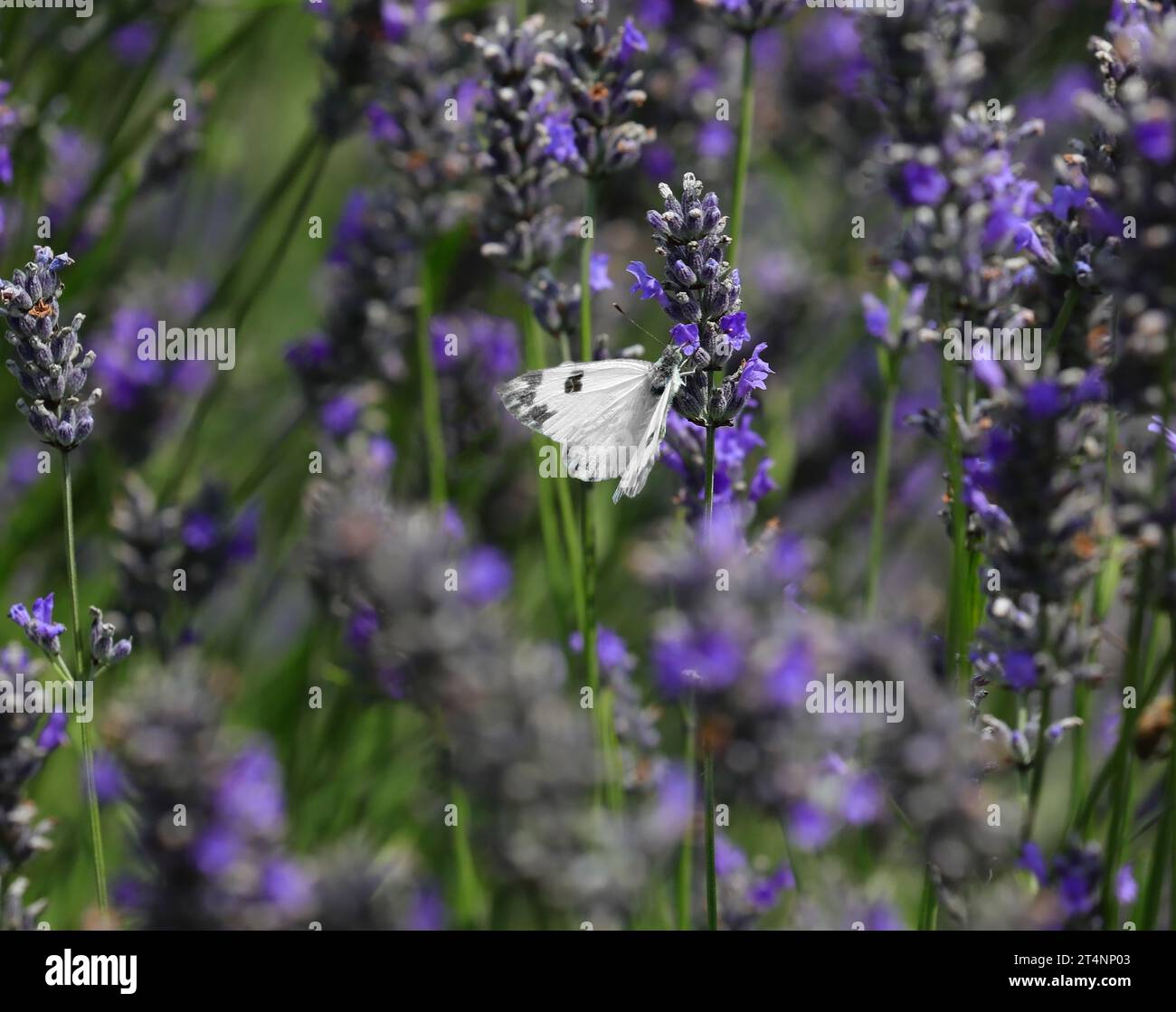 white flying insect called cabbage butterfly sucking nectar from ...