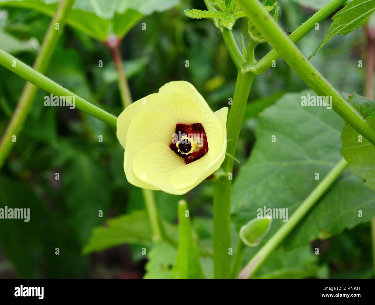 Close up of Okra flower.Beautiful yellow okra flower. Lady Fingers ...