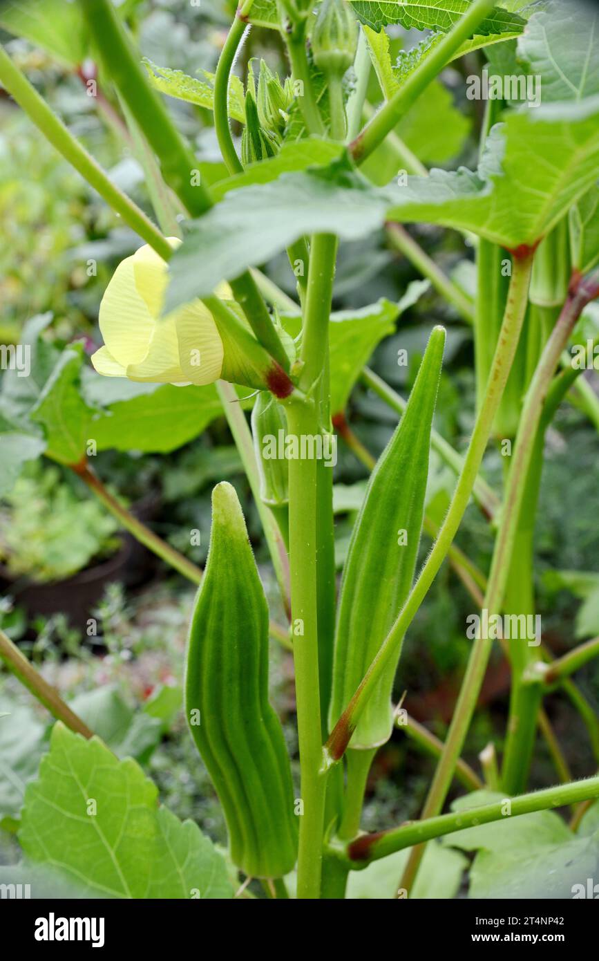 Okra plant growing garden not farm hi-res stock photography and images ...