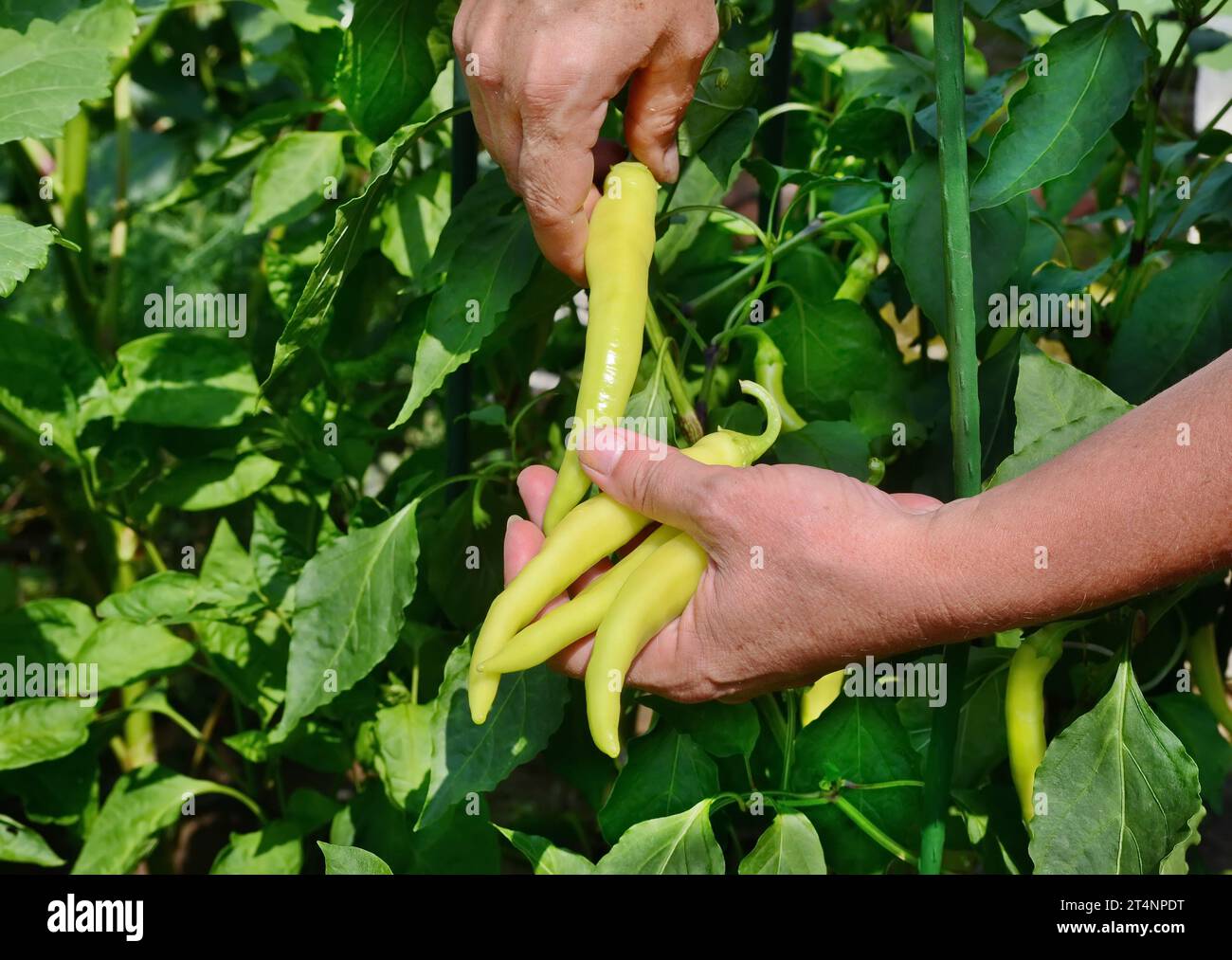 Green Chili on Hand. Female Holding fresh green chilies on hands. A ...