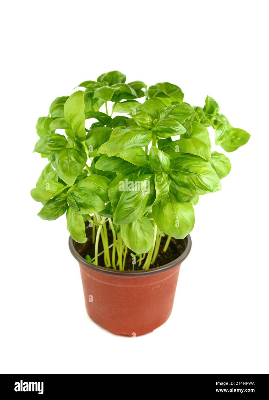 Pot of fresh basil plant on white background. Basil Plant on White ...