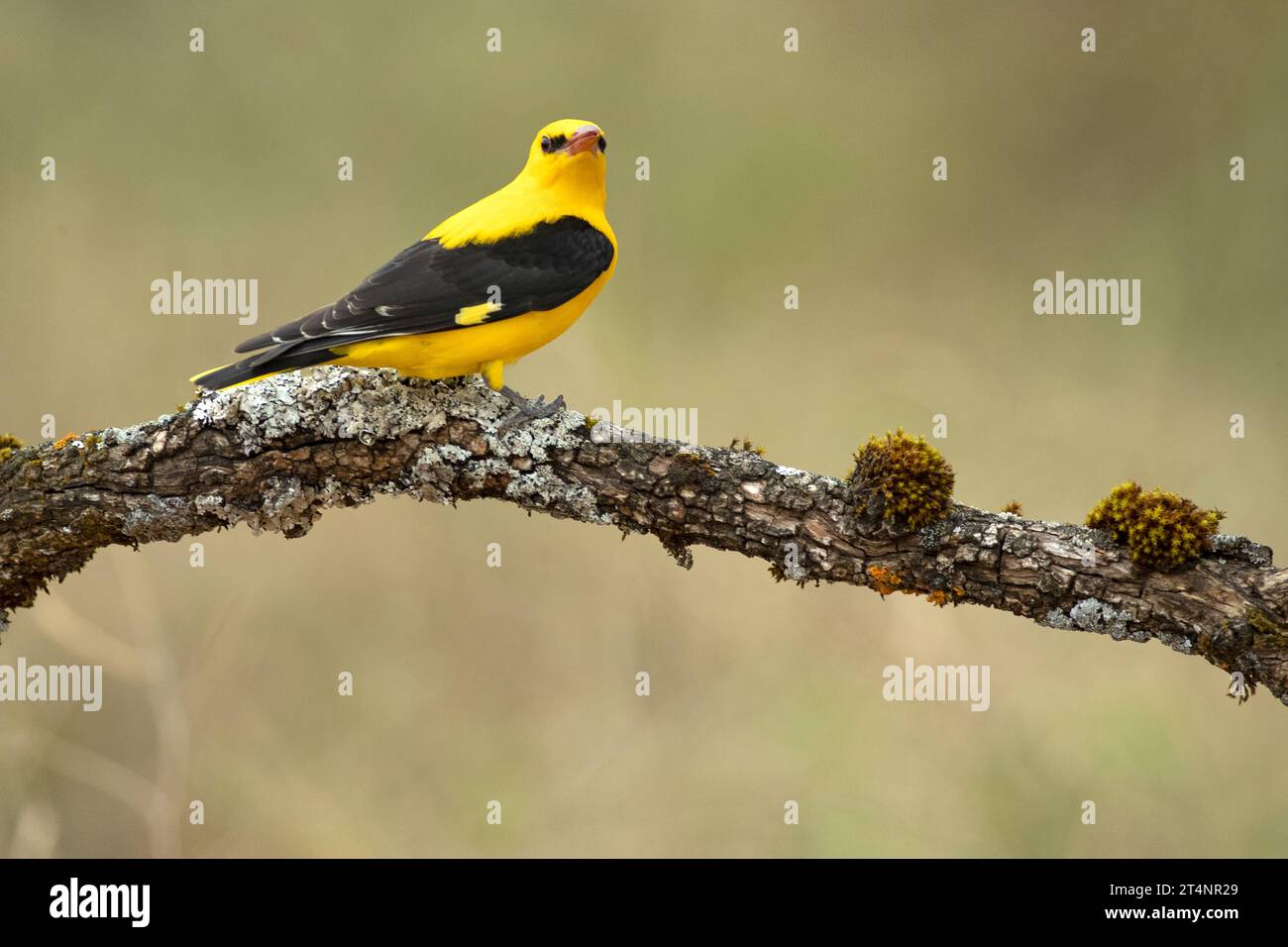 Male Golden oriole in the last light of a rainy spring afternoon in a ...