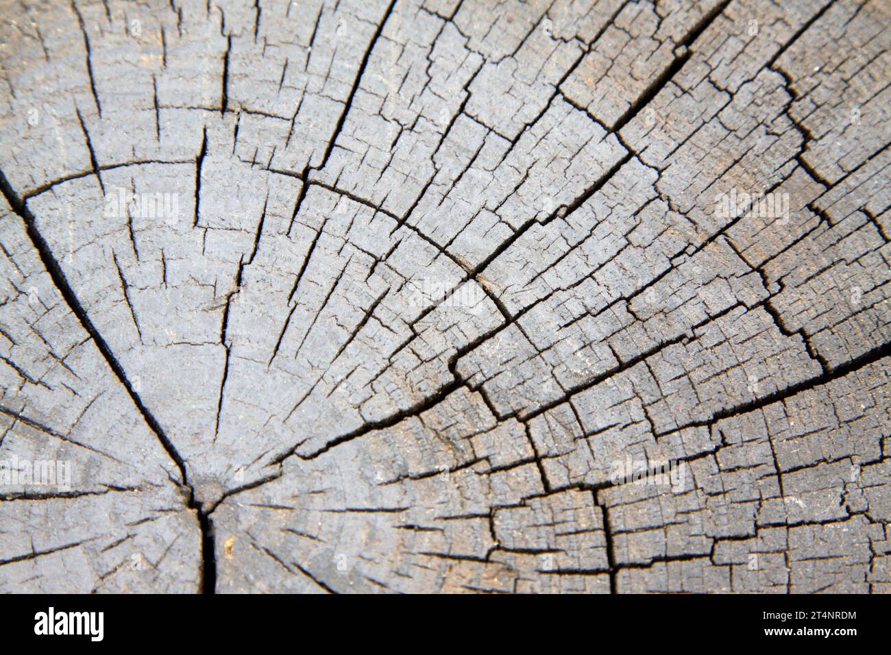 Black sleeper cross-section texture Stock Photo - Alamy