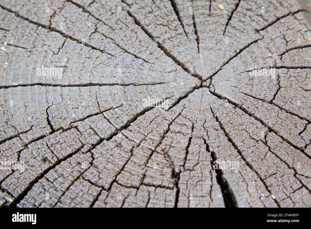 Black sleeper cross-section texture Stock Photo - Alamy