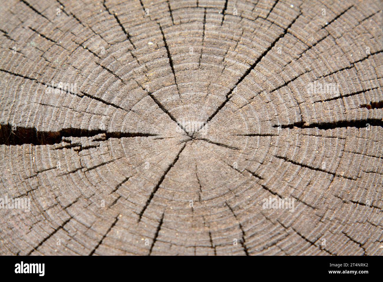 Black sleeper cross-section texture Stock Photo - Alamy