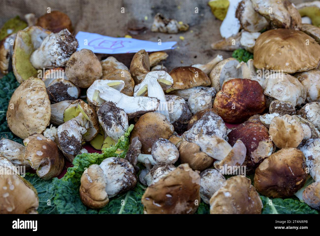 Detail of a mushroom stall at the weekly market in the Plaça Major ...