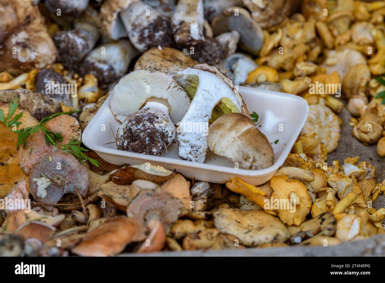 Detail of a mushroom stall at the weekly market in the Plaça Major ...