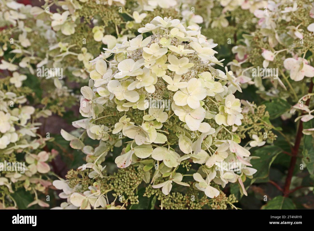 Hydrangea paniculata saville lace hi-res stock photography and images ...