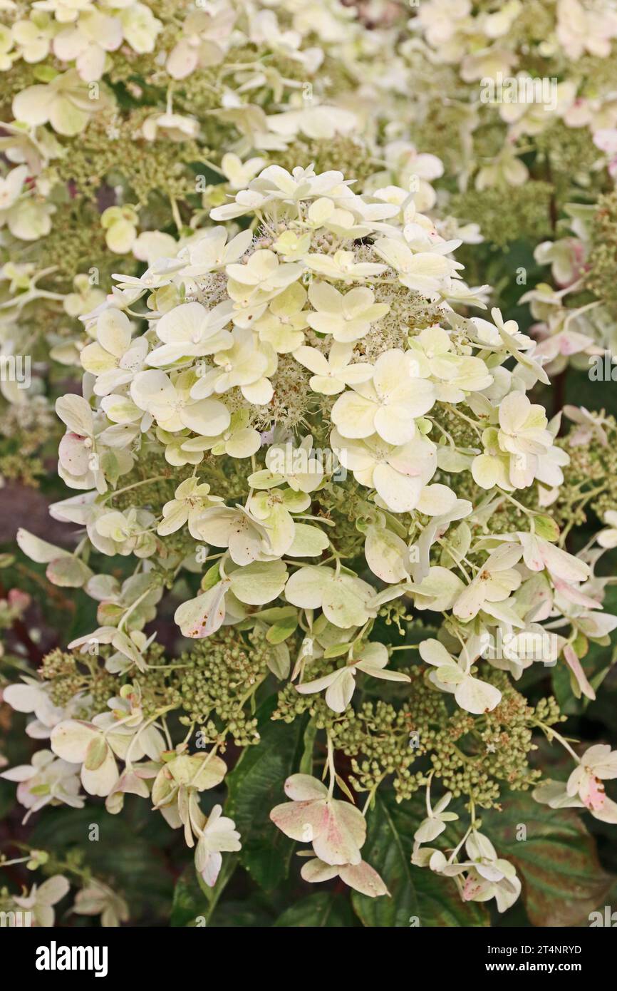Hydrangea paniculata saville lace hi-res stock photography and images ...