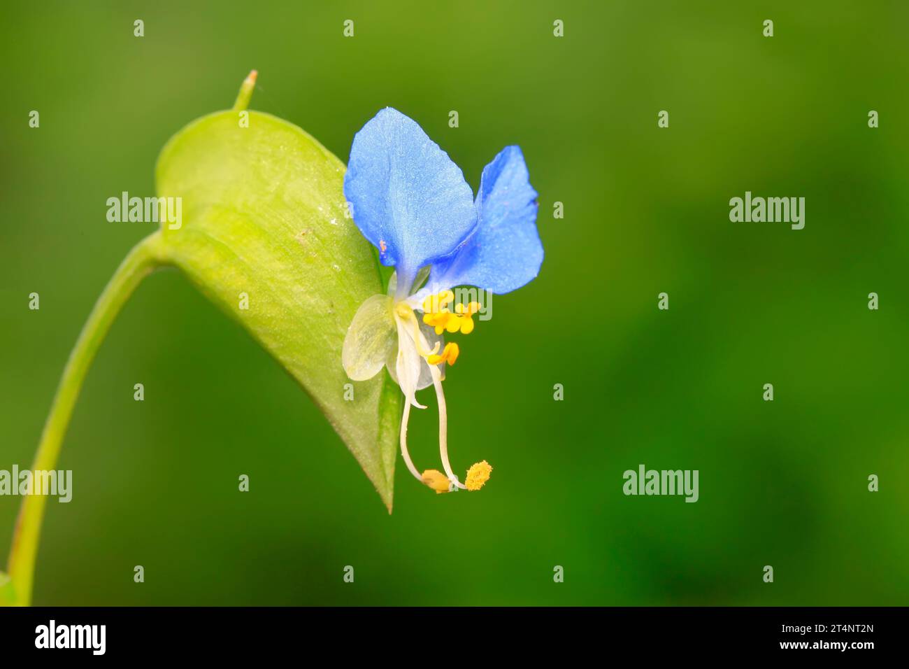 Commelina communis hi-res stock photography and images - Alamy