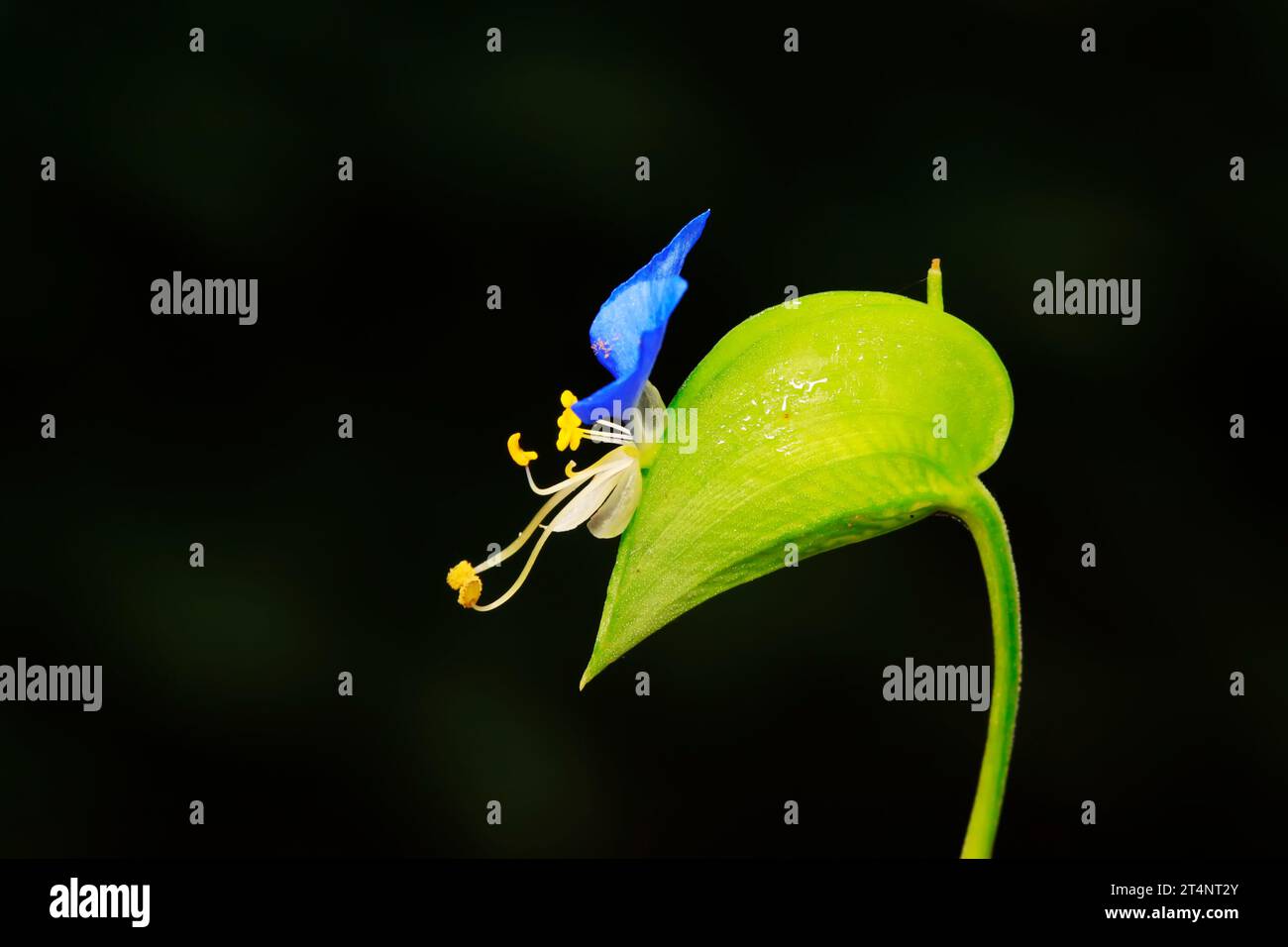 Commelina communis flower Stock Photo - Alamy