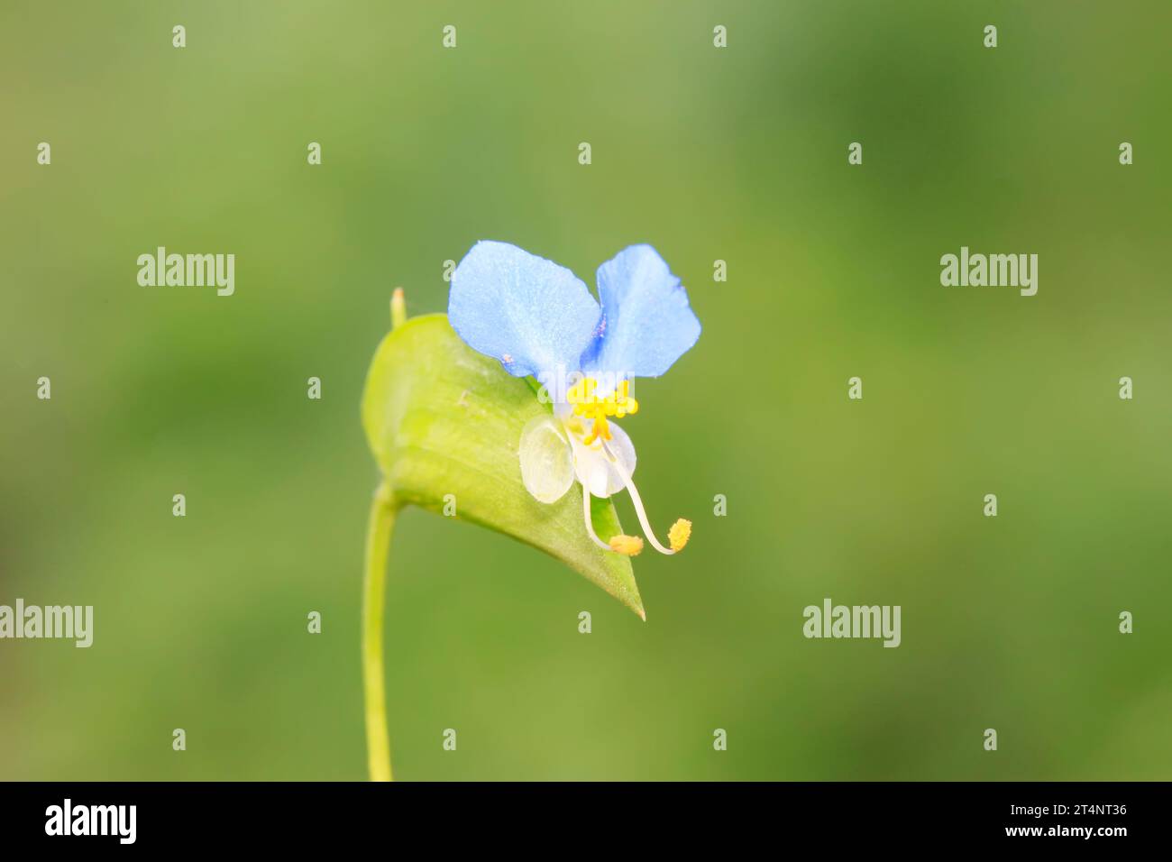 Commelina communis flower Stock Photo - Alamy