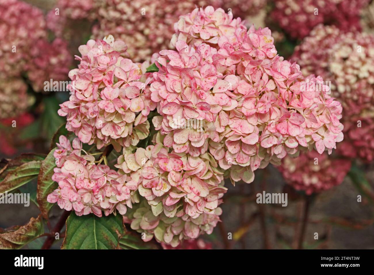 Hydrangea Paniculata "Renhy Stock Photo - Alamy