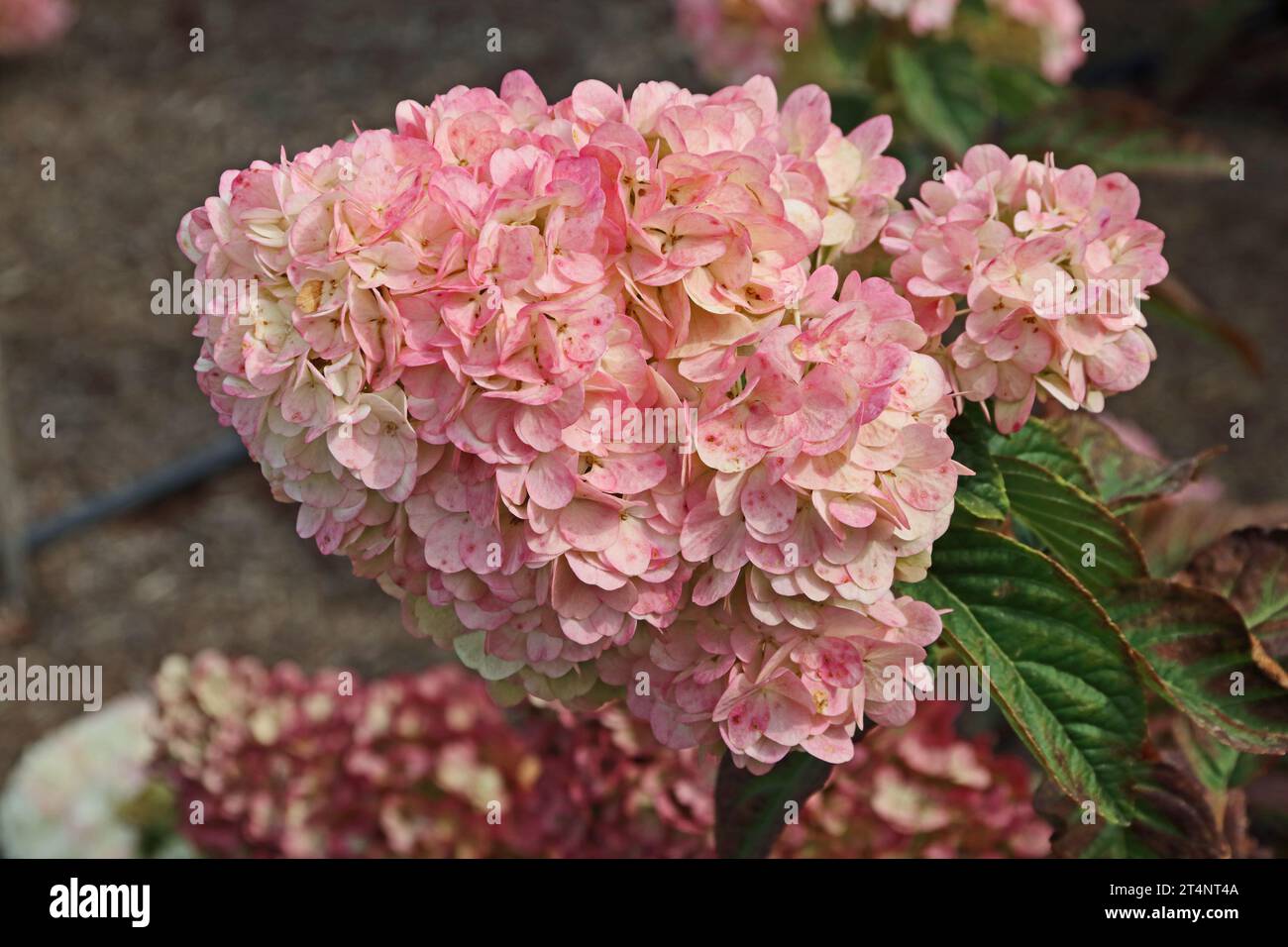 Hydrangea paniculata sundae fraise hi-res stock photography and images ...