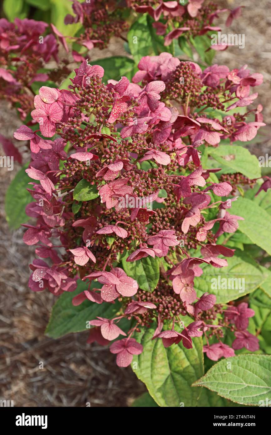Hydrangea Paniculata "Magical Flame Bokratorch Stock Photo - Alamy