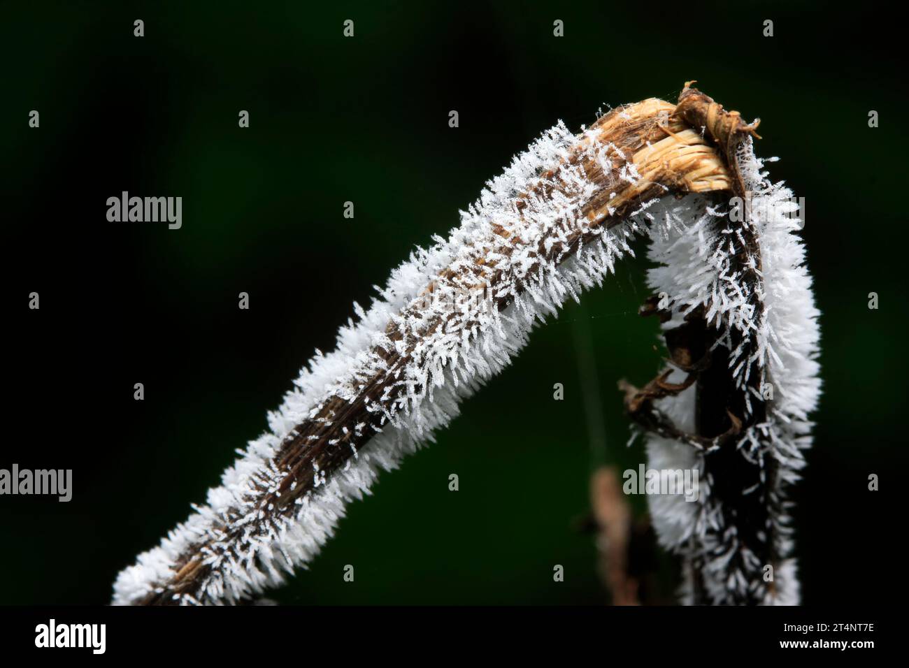 Fungi grow on the dry plant straw Stock Photo - Alamy