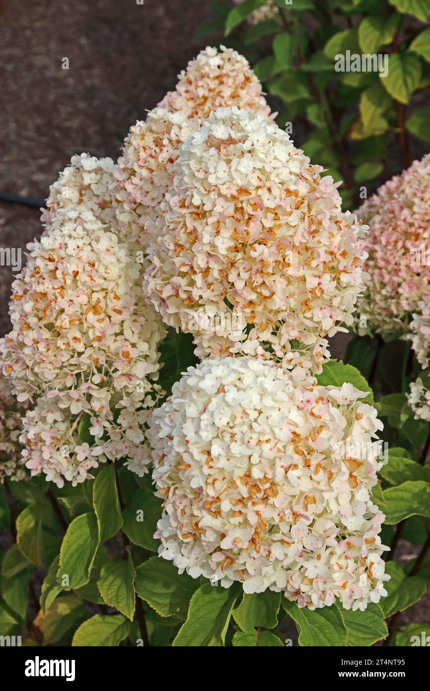 Hydrangea Paniculata "Living Sugar Rush Stock Photo - Alamy
