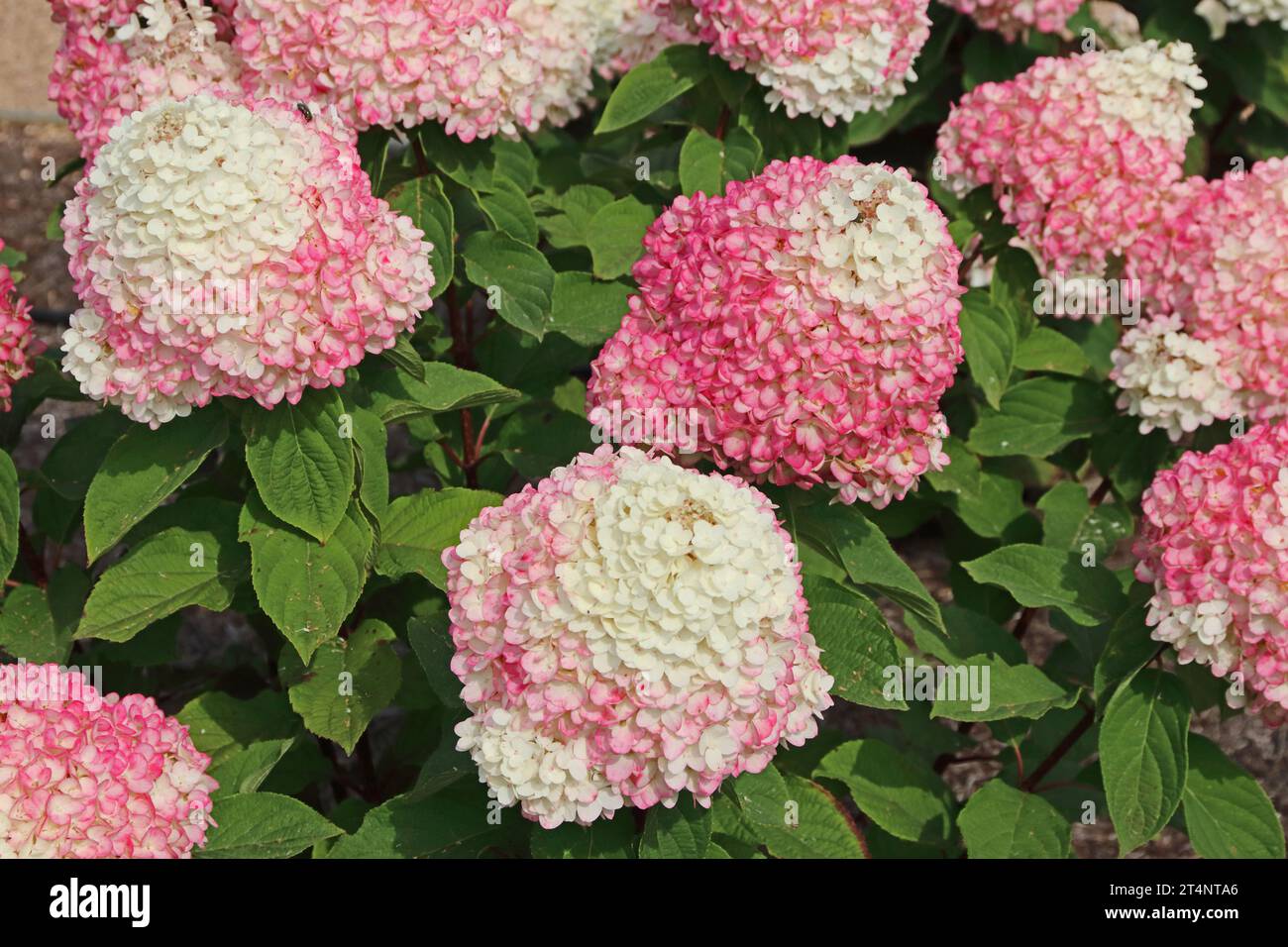 Hydrangea Paniculata "Living Colourful Cocktail Stock Photo - Alamy