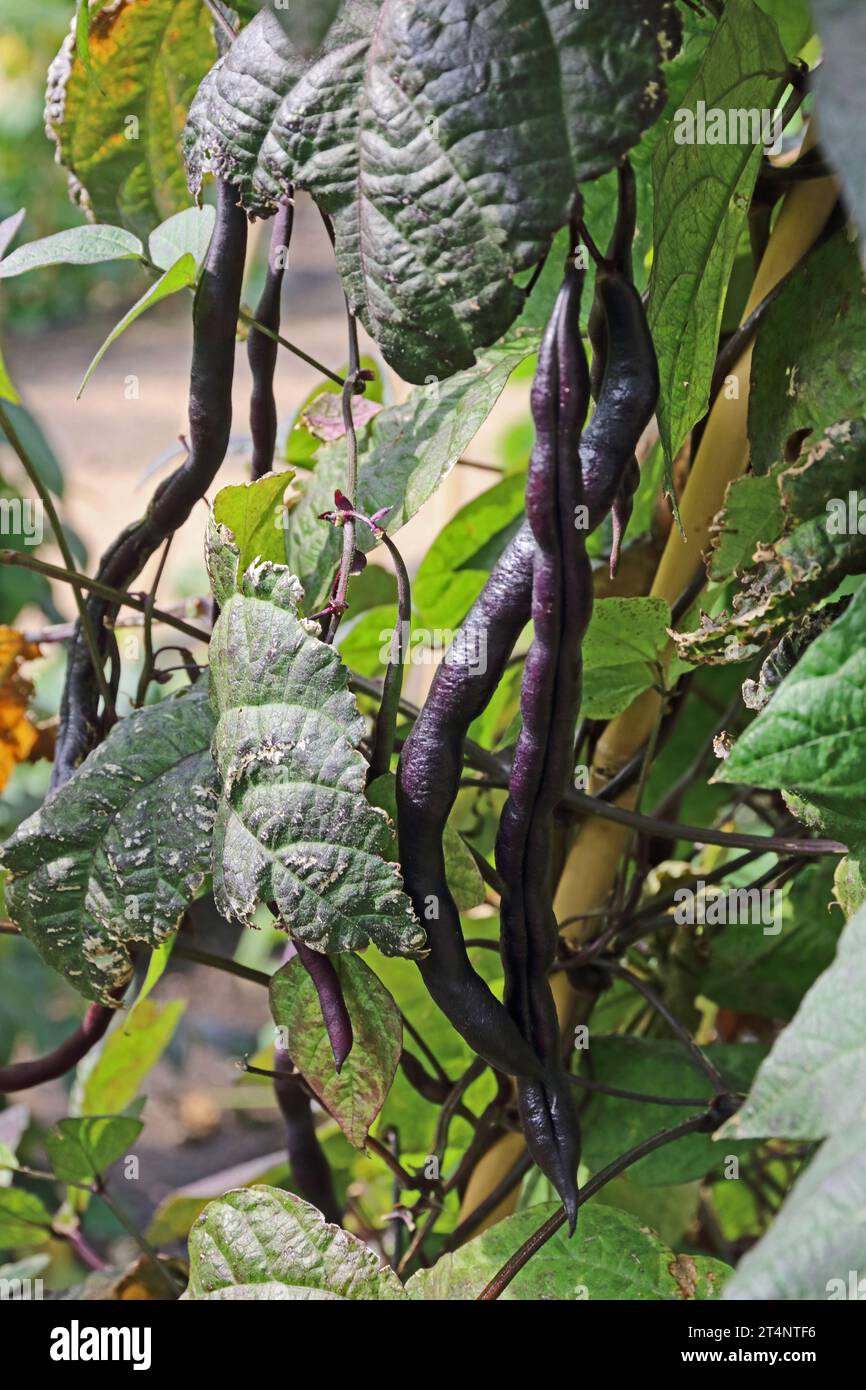 Climbing French Bean, Phaseolus Vulgaris "Carminat Stock Photo - Alamy