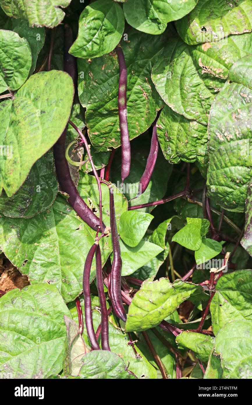 Climbing French Bean, Phaseolus Vulgaris "Cosse Violette Stock Photo ...