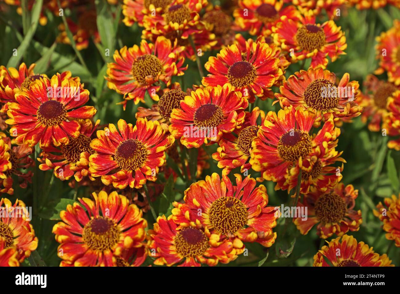 Bandera hi-res stock photography and images - Alamy