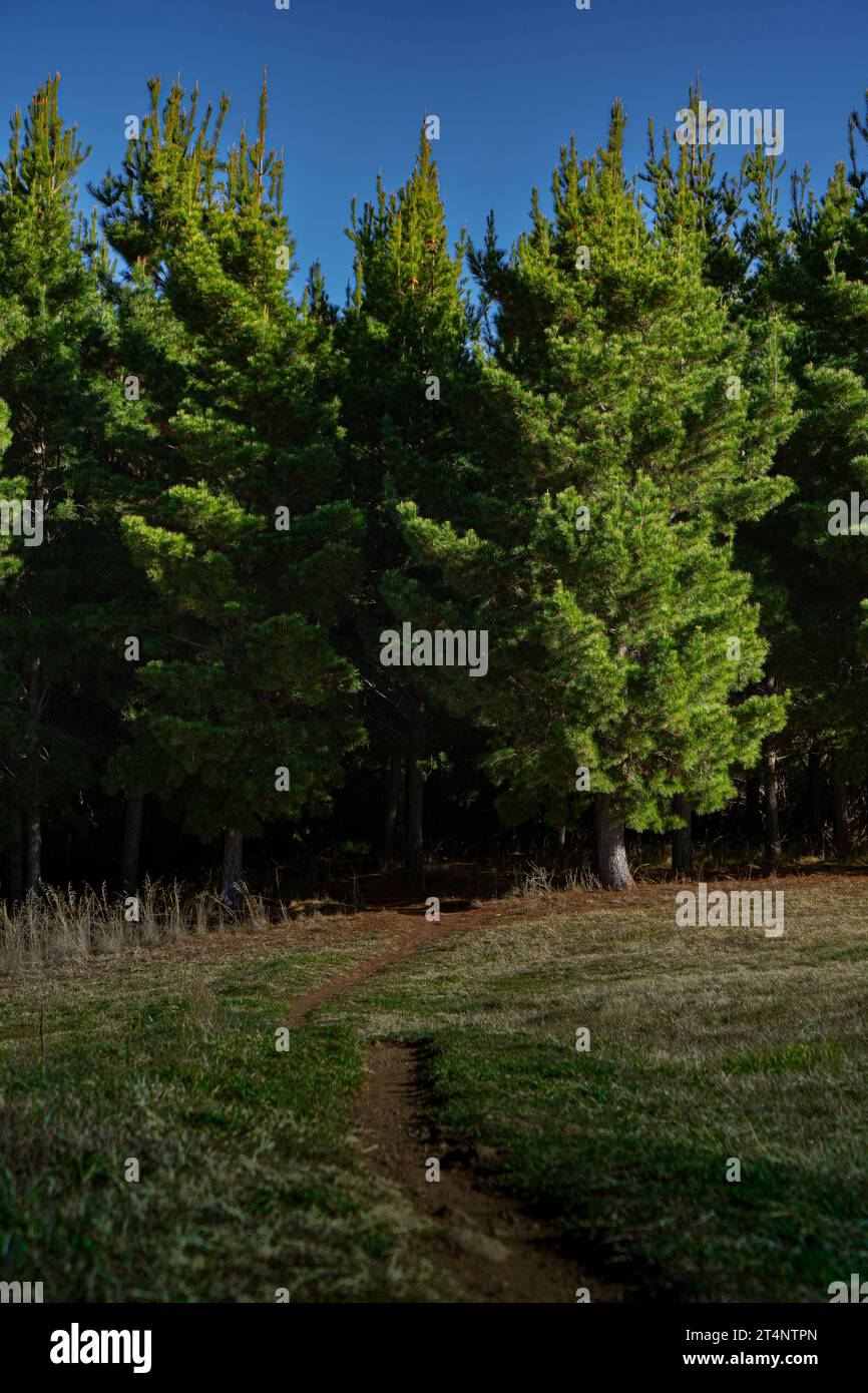 Canberra forest hi-res stock photography and images - Alamy