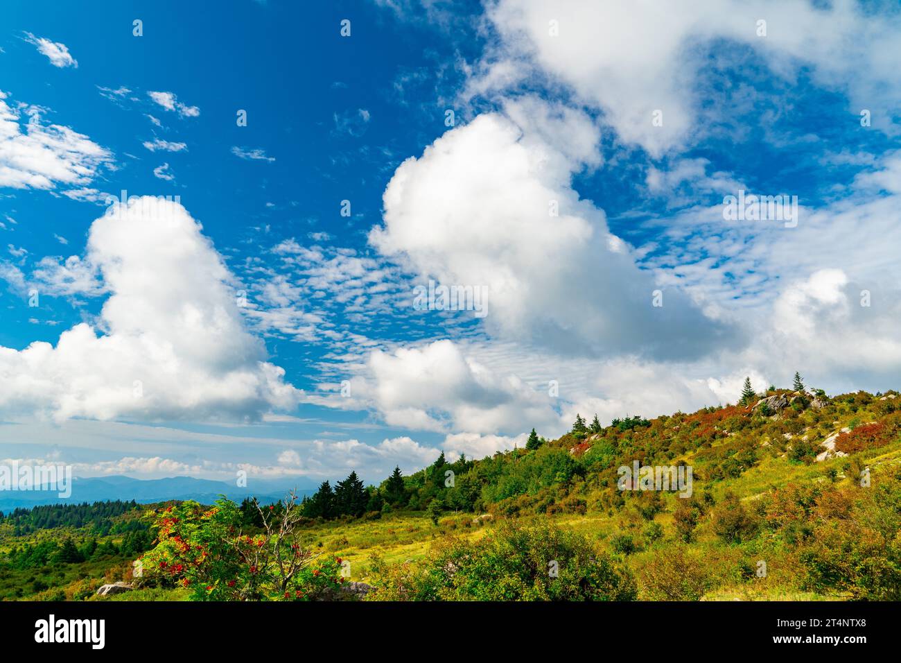 Spring time at Grayson Highlands State Park, Virginia Stock Photo - Alamy