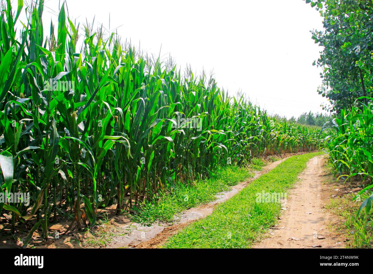 Roads and crops in the wild Stock Photo - Alamy