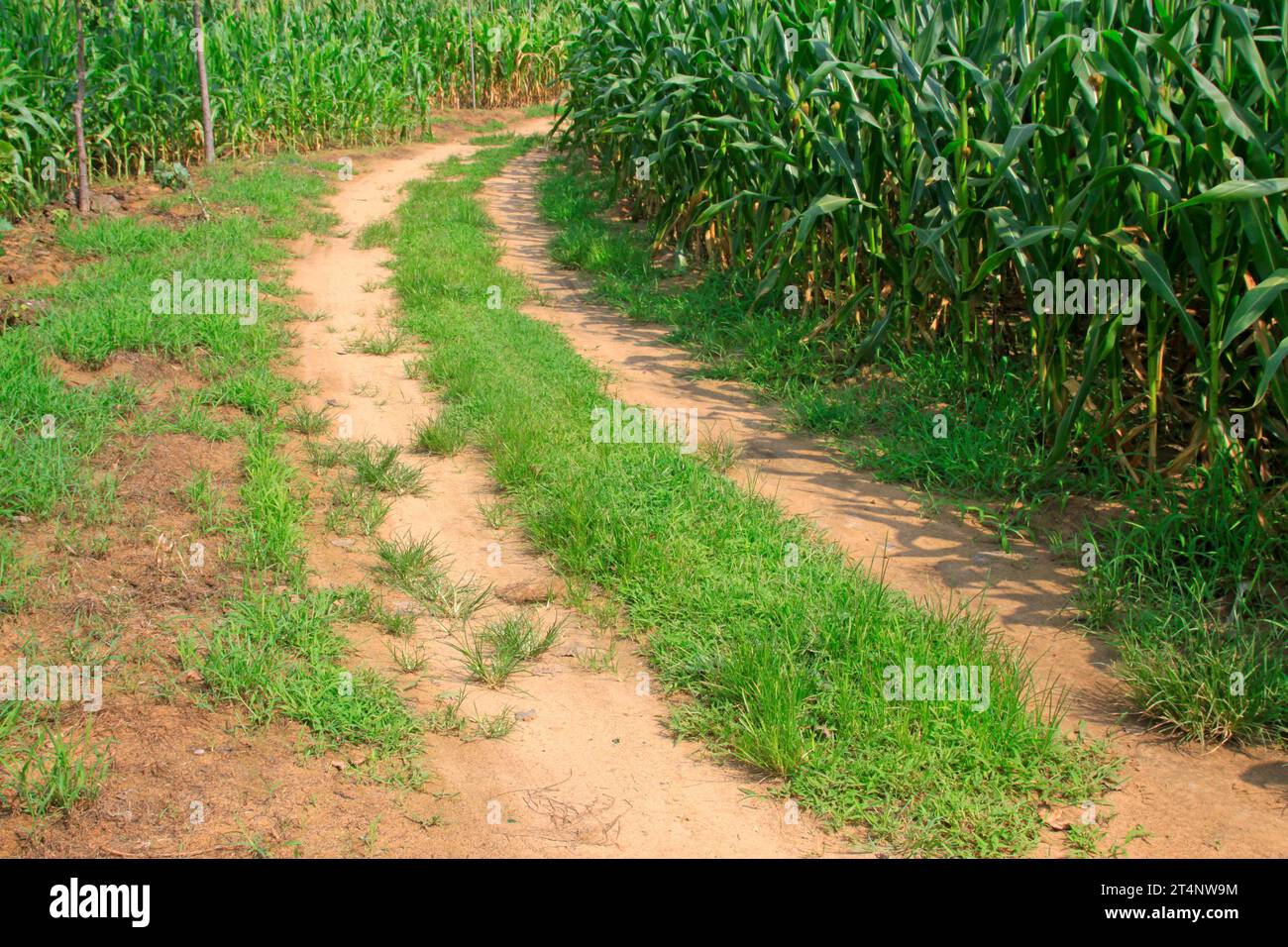 Roads and crops in the wild Stock Photo - Alamy