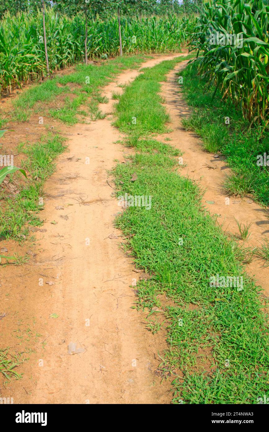 Roads and crops in the wild Stock Photo - Alamy