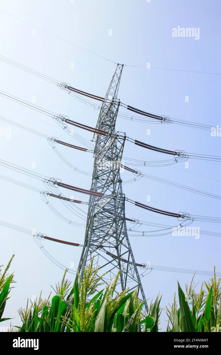 Pylon leaf hi-res stock photography and images - Alamy