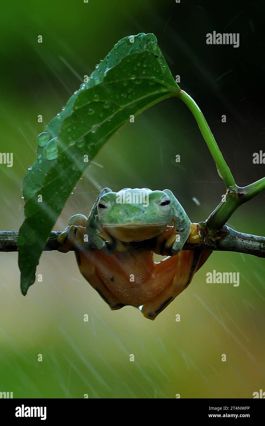 Smart frog taking shelter from the rain under a leaf INDONESIA MOST ...