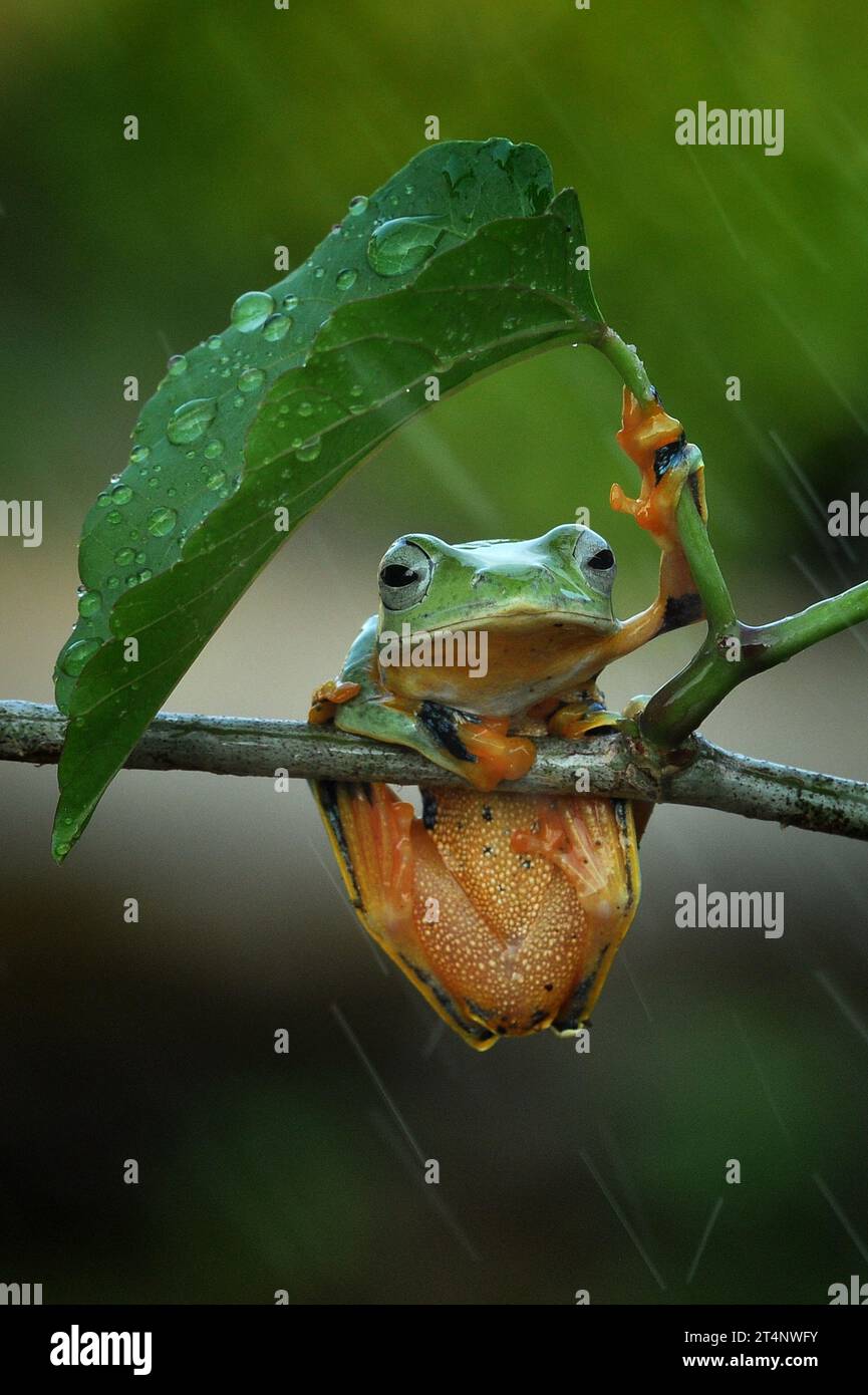 Smart frog holding a leaf like an umbrella INDONESIA MOST ADORABLE ...