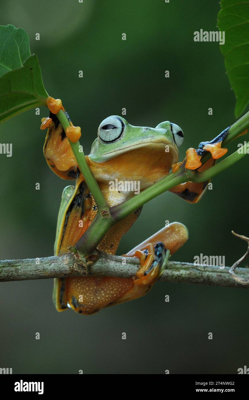 Flying frog on a tree branch INDONESIA MOST ADORABLE pictures of a ...
