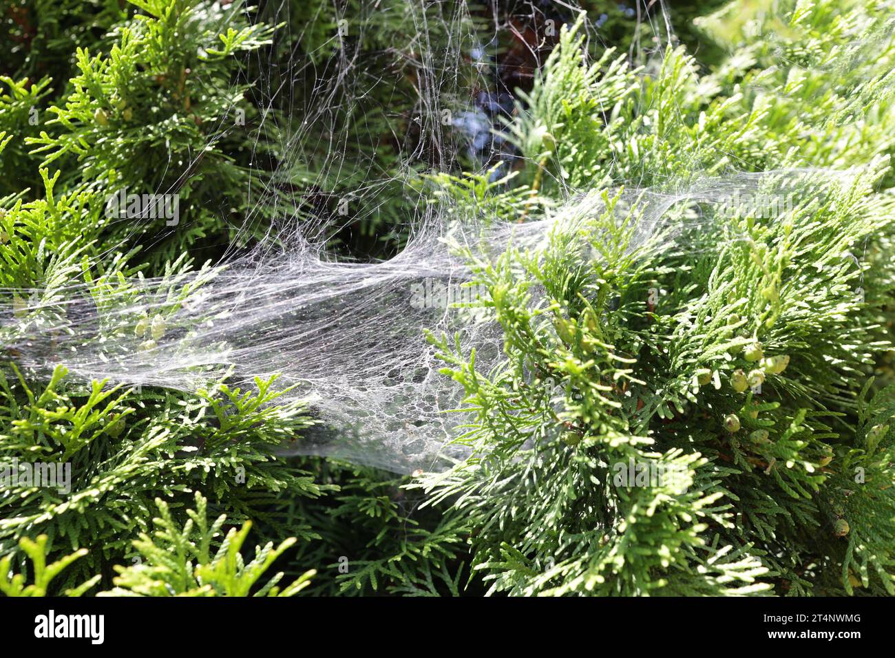 Close-up of a spider web with spider mite specimens on the branches of ...