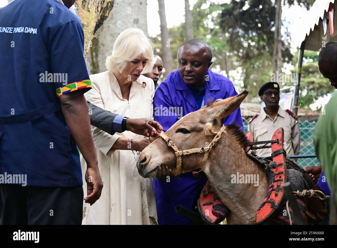 Brooke donkey sanctuary hi-res stock photography and images - Alamy