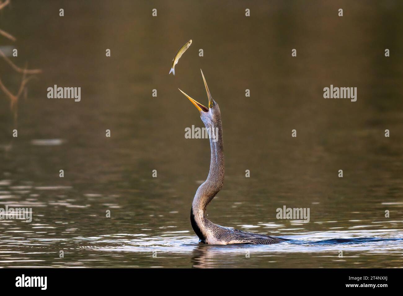 The fish flies for freedom CHANDIGARH, INDIA AMUSING images show a ...