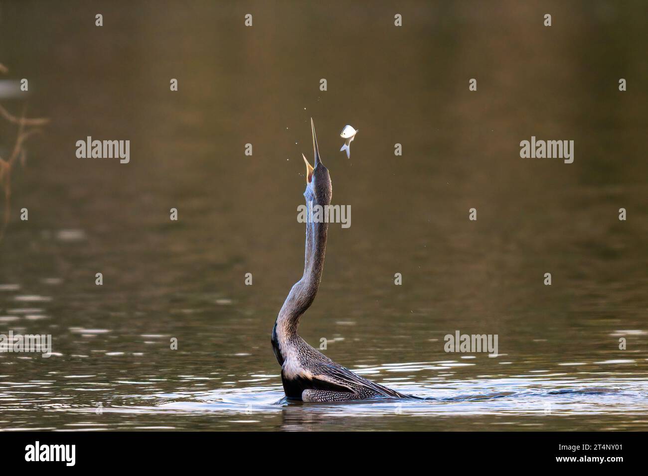 The fish finds freedom CHANDIGARH, INDIA AMUSING images show a darter ...