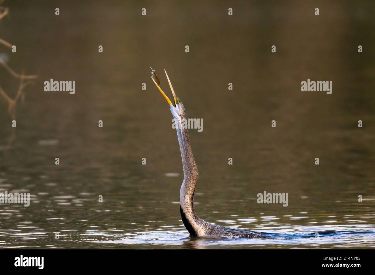 The fish is lined up to be dinner CHANDIGARH, INDIA AMUSING images show ...