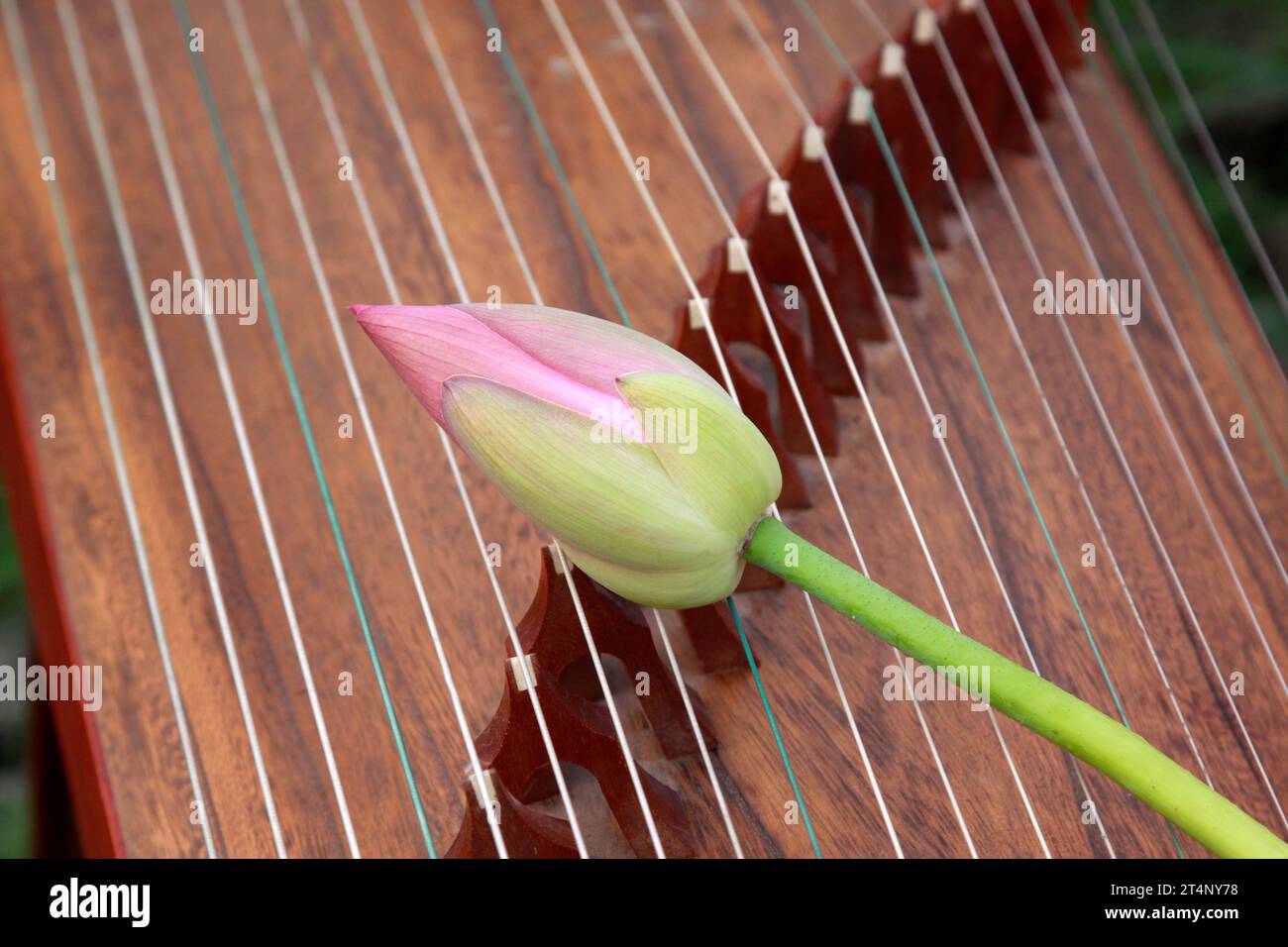 Koto tradition hi-res stock photography and images - Alamy