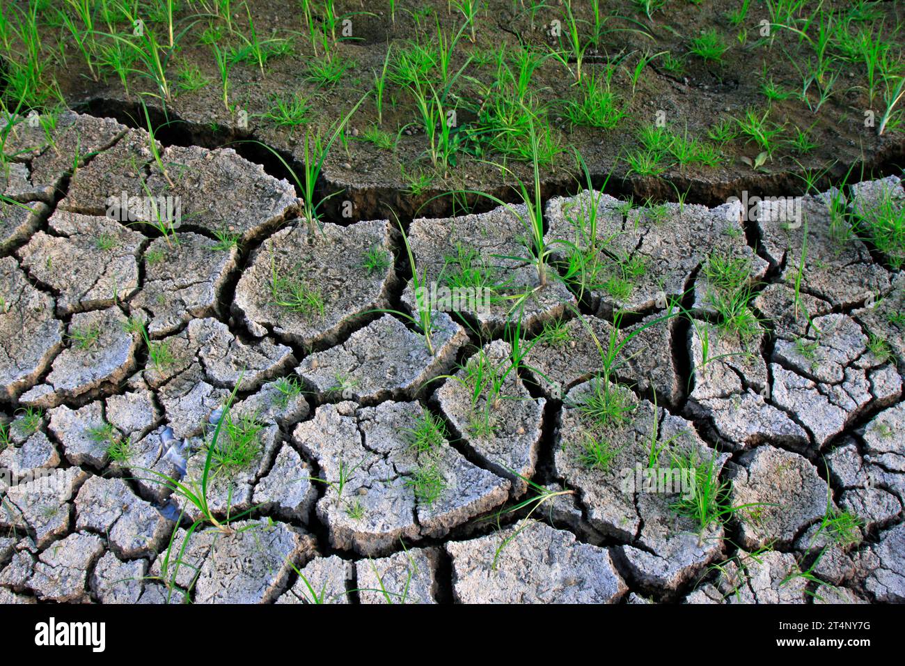 Dry land and grass Stock Photo - Alamy