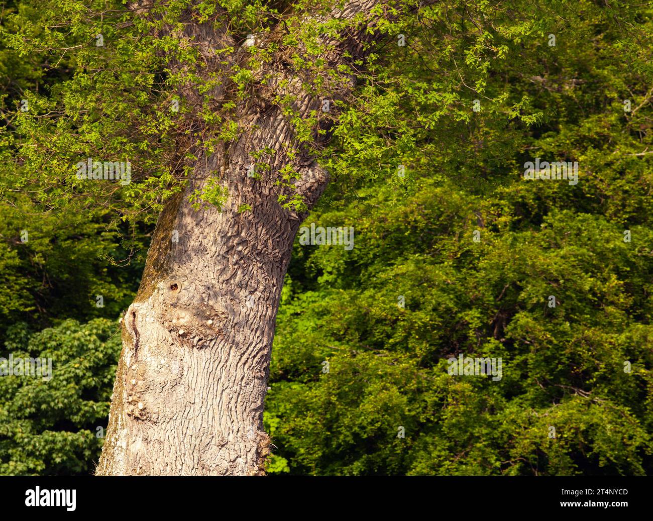 Closeup, macro of an old oak tree, the trunk, bark, tree canopy, and ...