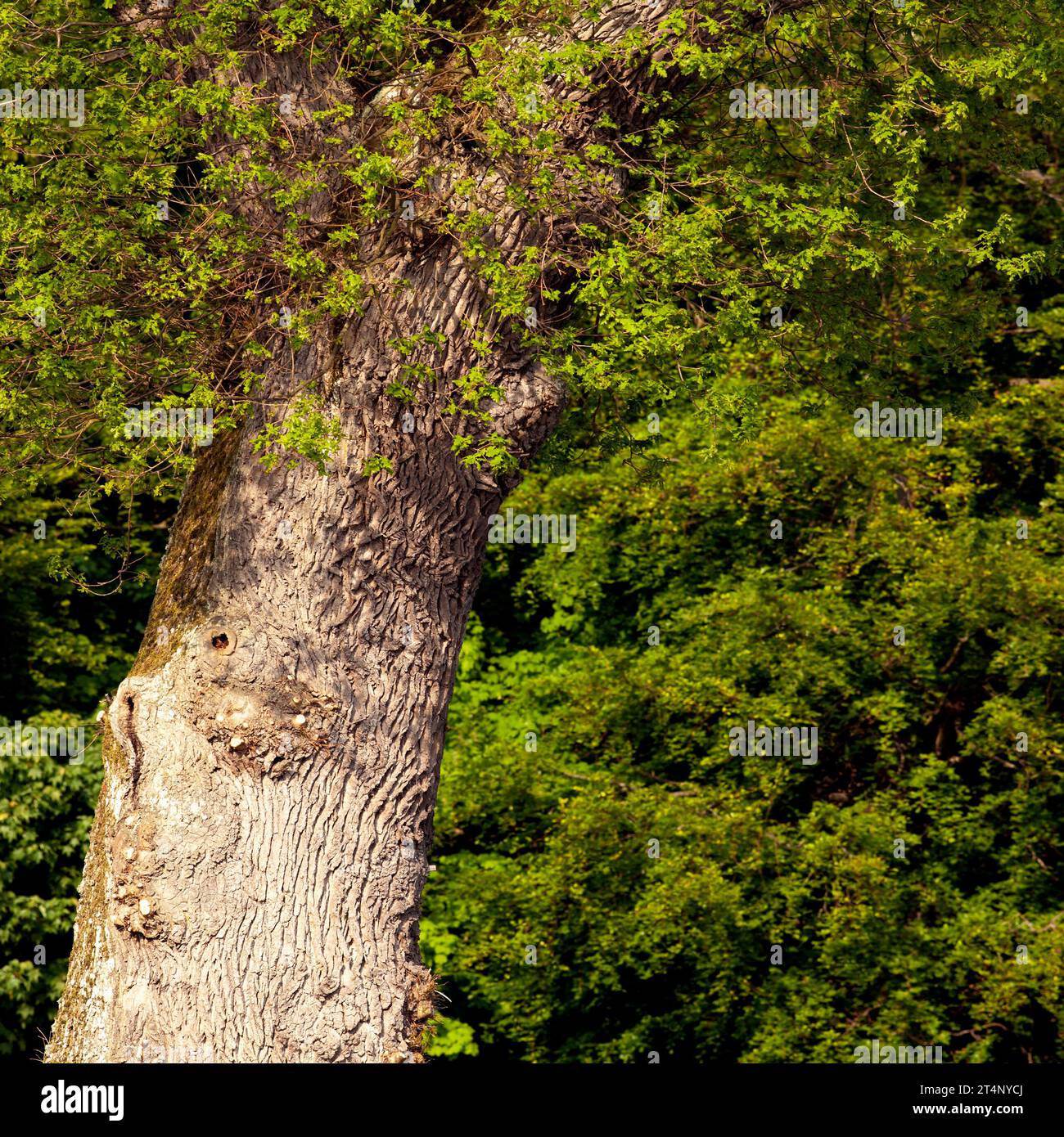 Closeup, macro of an old oak tree, the trunk, bark, tree canopy, and ...