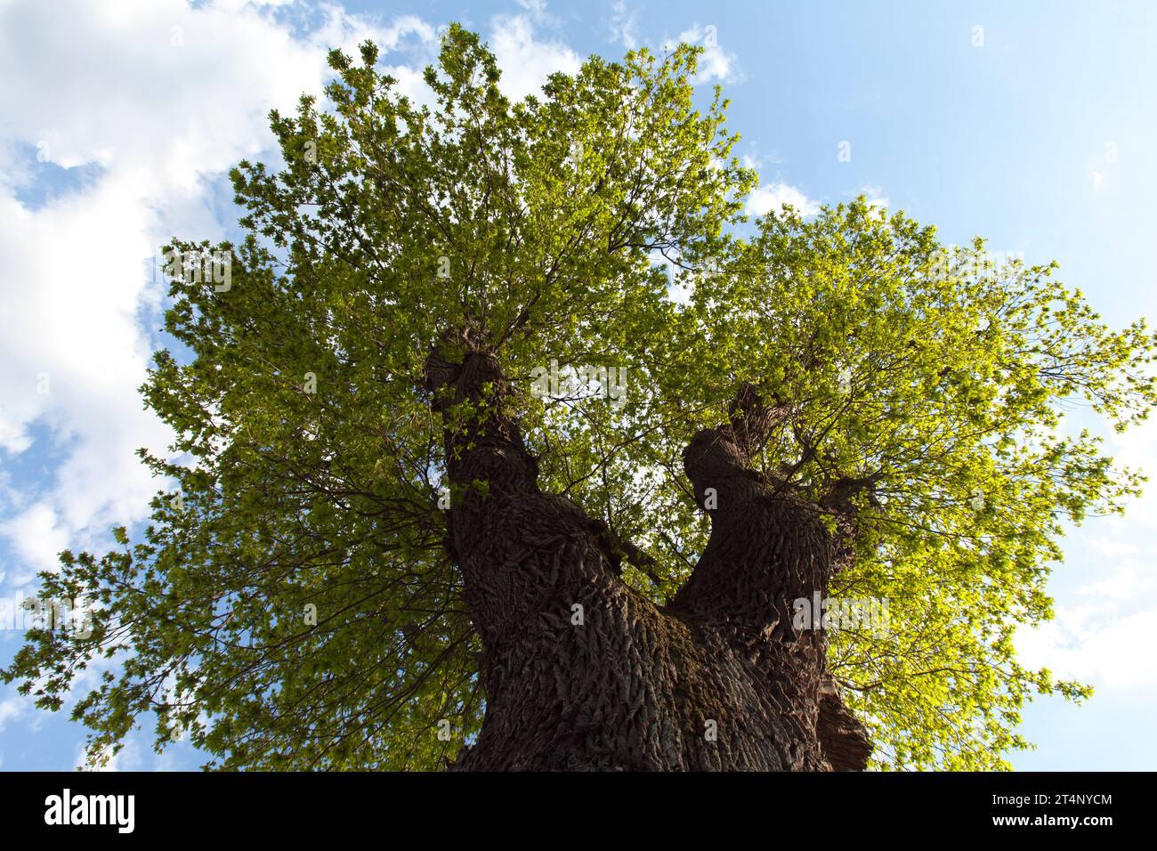 Closeup, macro of an old oak tree, the trunk, bark, tree canopy, and ...