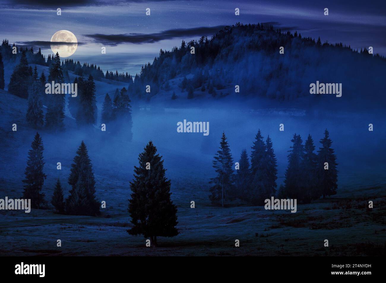 cold fog among conifer trees in mountains of Romania at night ...