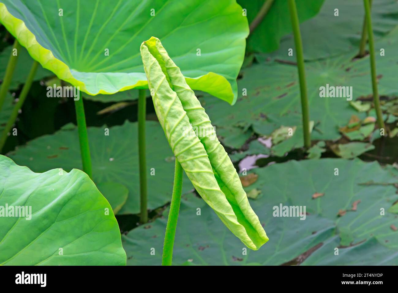 Lotus leaf features Stock Photo - Alamy