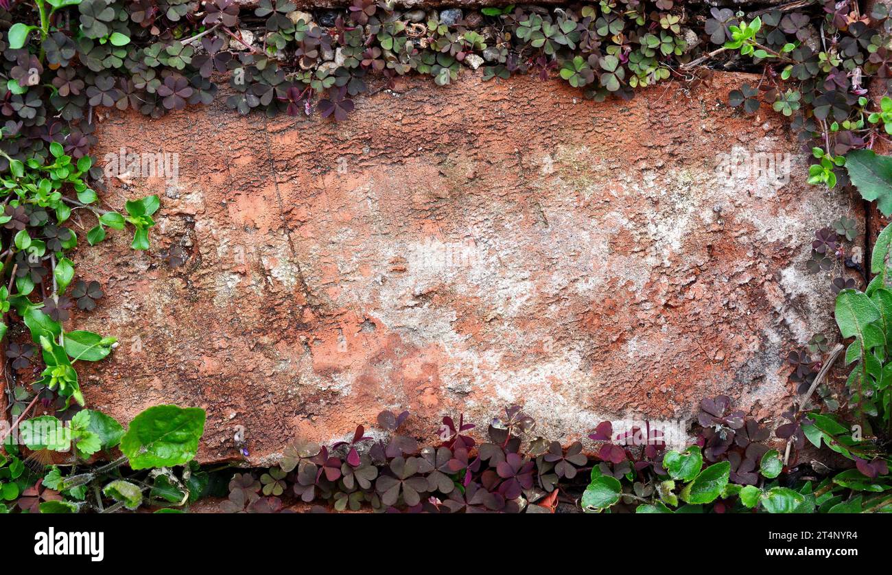 Single Red Brick walkway with grass and green plants growing between ...